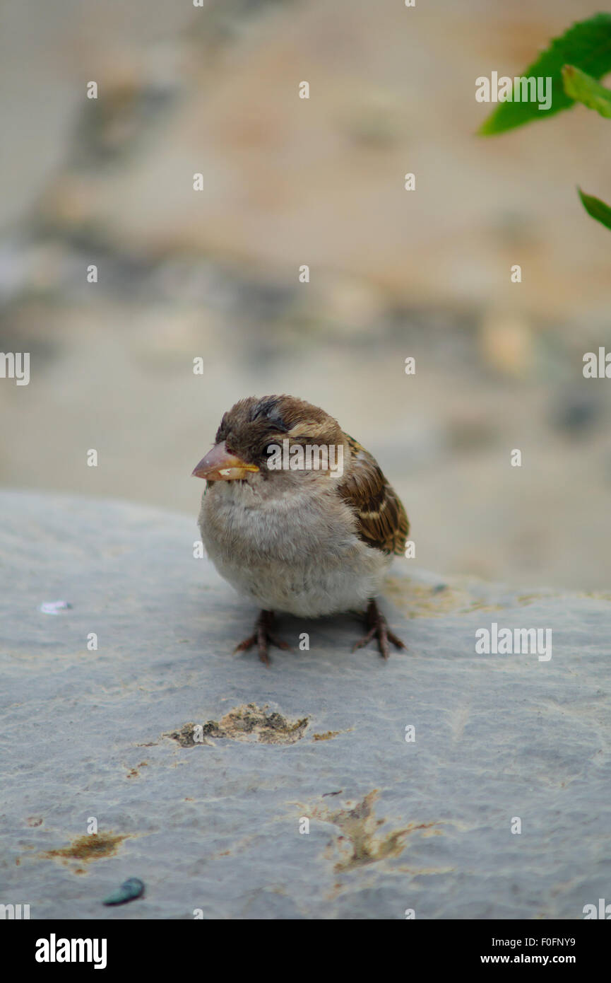 sparrow,, robin,, redstart,, great, tit,, crested, tit,, manger,, beak ...