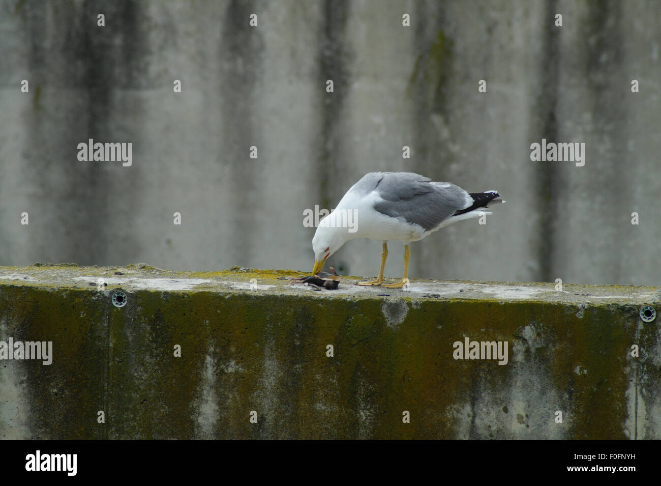 stork, heron, gull, eat, predators, stork eat a frog, heron heat a big ...