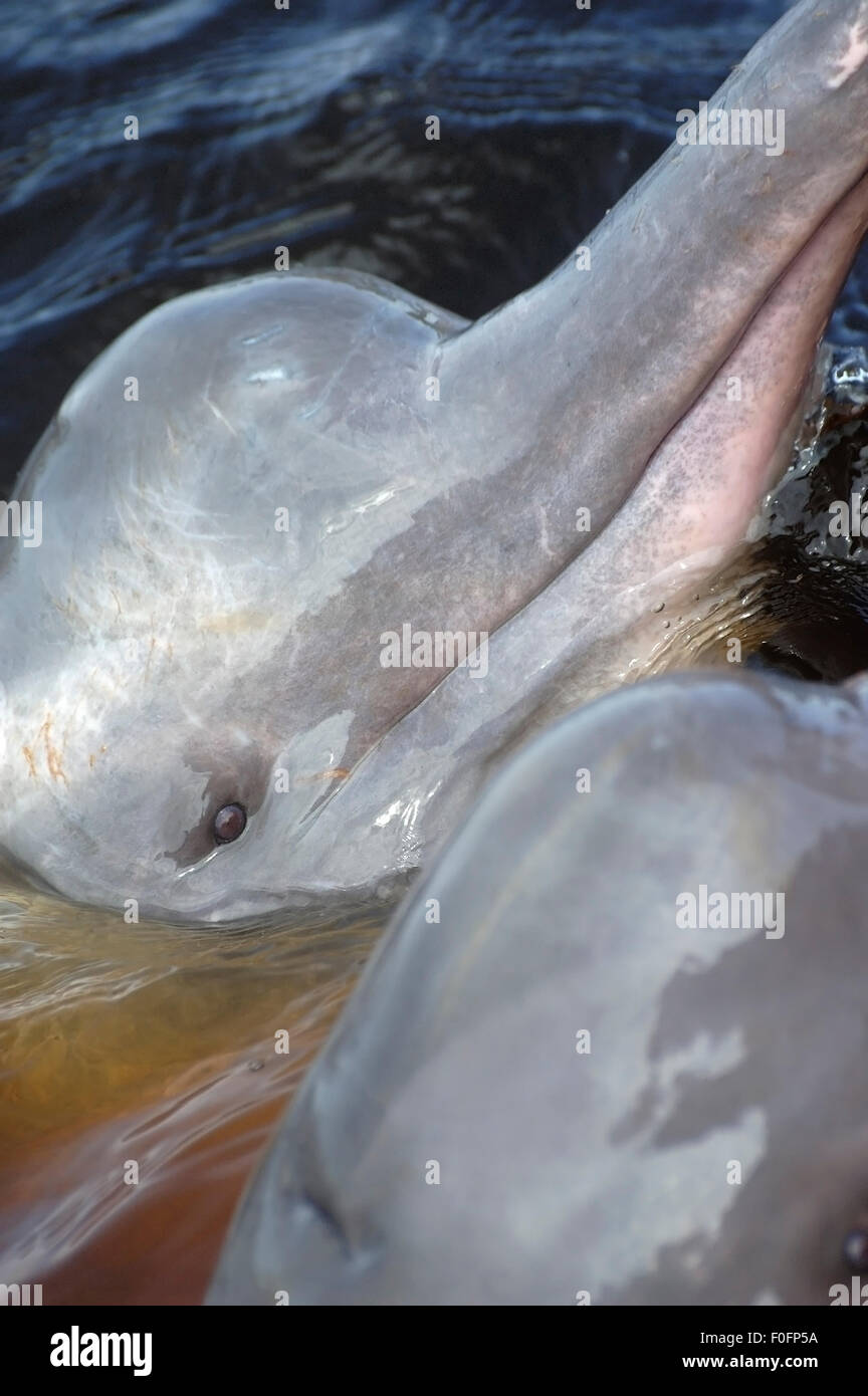 CLOSE-UP VIEW OF AMAZONIAN DOLPHIN FACE Stock Photo - Alamy