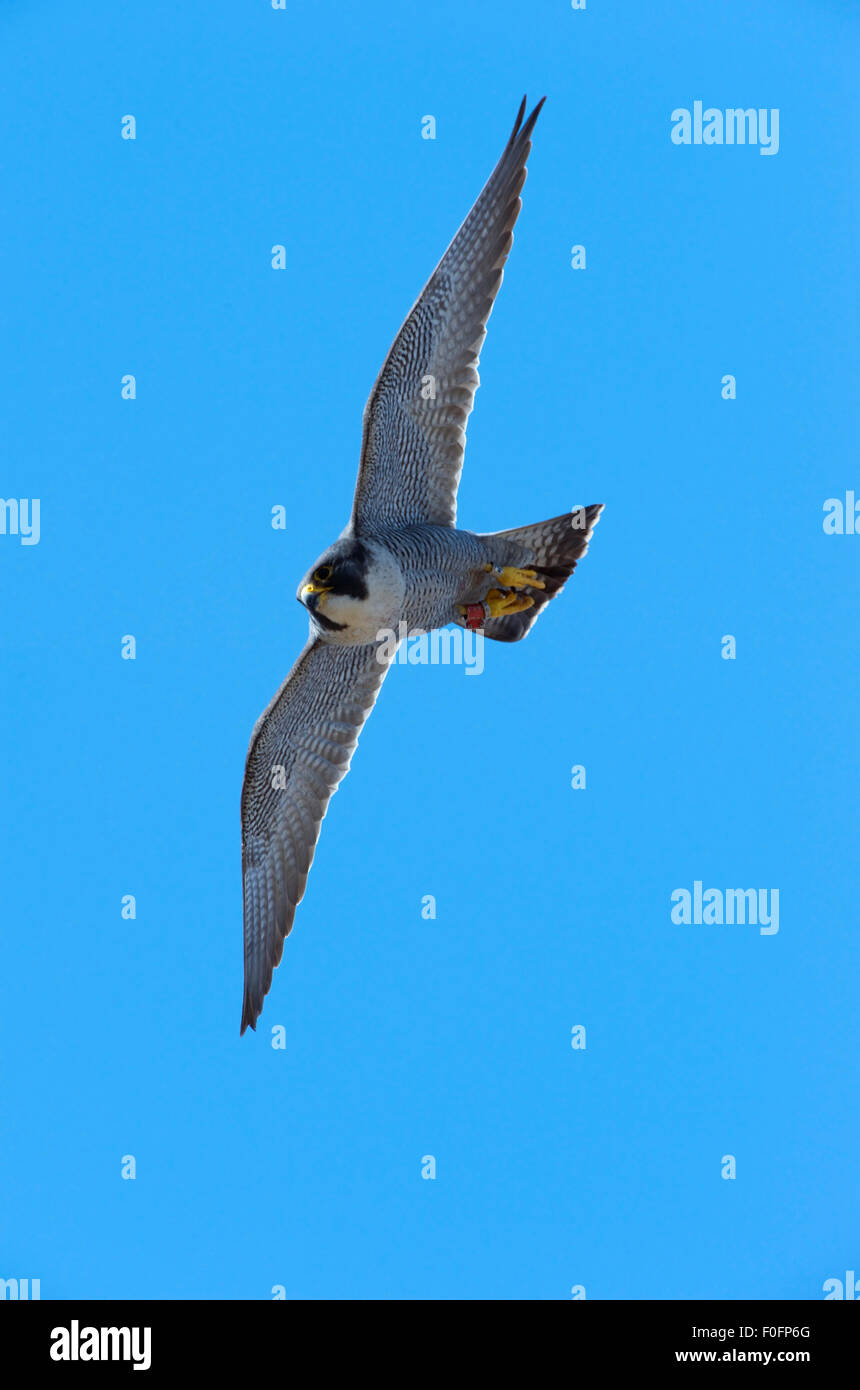 Peregrine falcon (Falco peregrinus) in flight, Barcelona, Spain, April ...