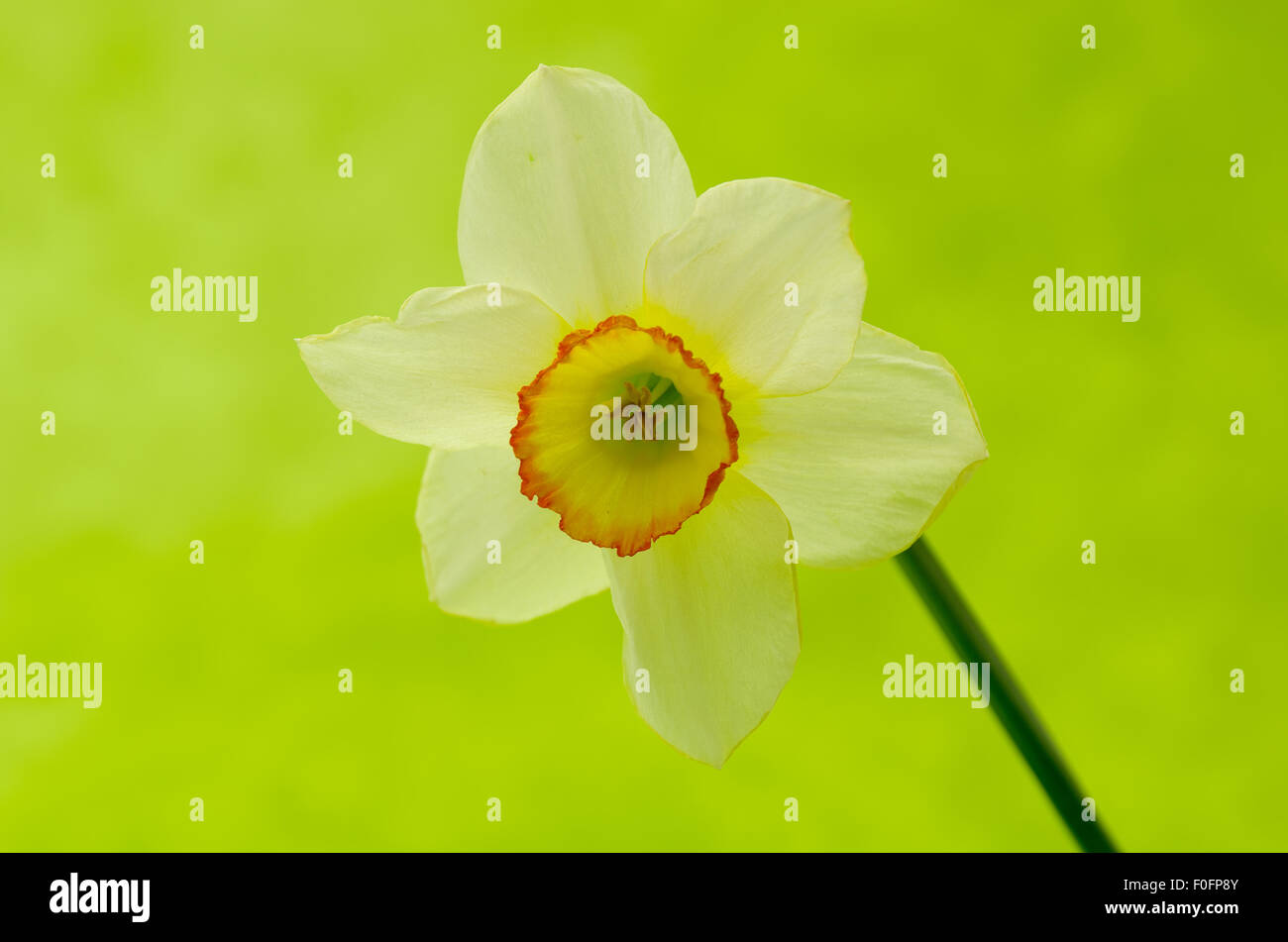 Closeup of flower, flower in a garden, flower with sky background ...