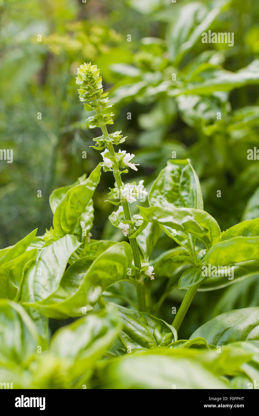 Ocimum basilicum hi-res stock photography and images - Alamy