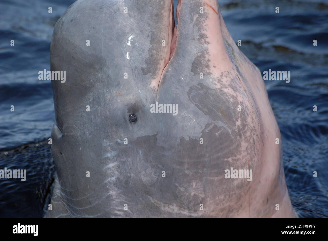 CLOSE-UP VIEW OF MALE AMAZONIAN DOLPHIN FACE OUT OF WATER Stock Photo ...