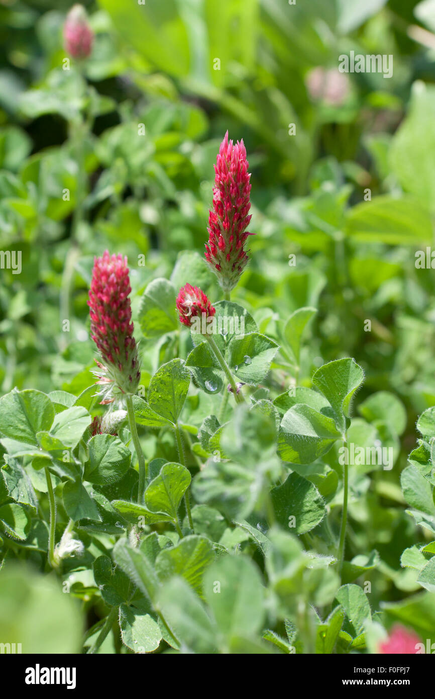 Crimson clover flowers (Trifolium incarnatum Stock Photo - Alamy