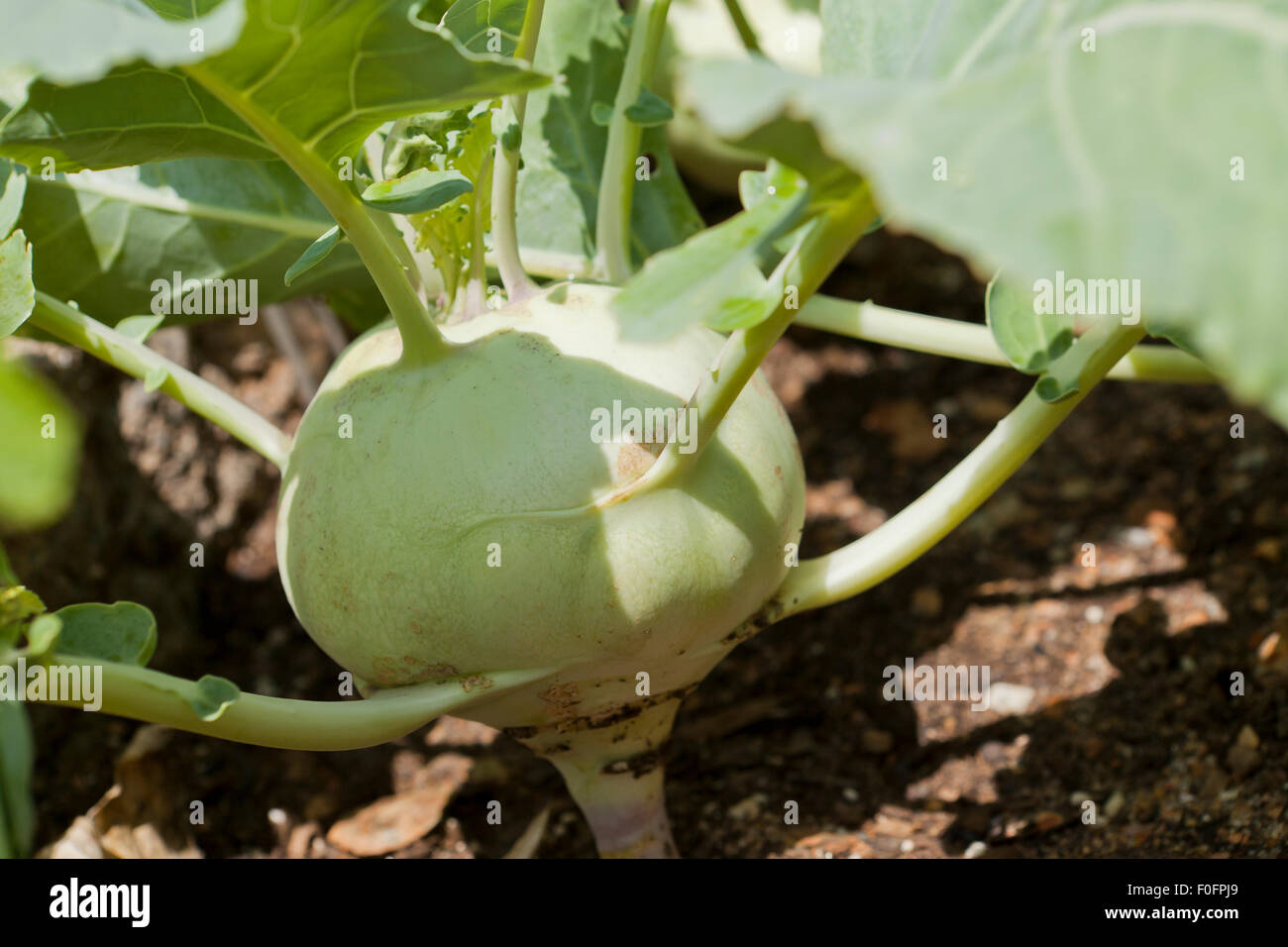 Kohlrabi plant hi-res stock photography and images - Alamy