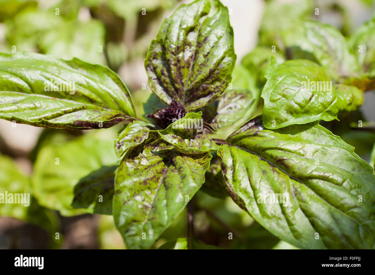 Red Lettuce Leaved basil (Ocimum basilicum Stock Photo - Alamy