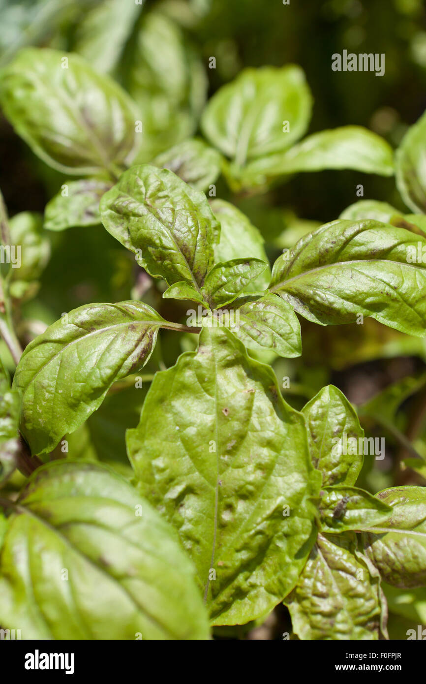 Red Lettuce Leaved basil (Ocimum basilicum Stock Photo - Alamy