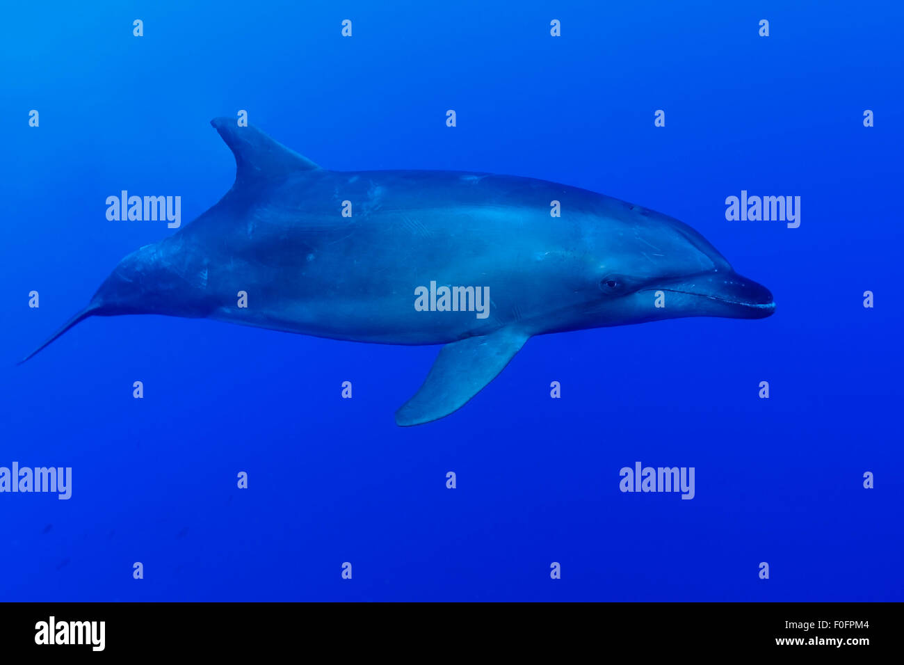 BOTTLE NOSE DOLPHIN SWIMMING ON BLUE CLEAR WATER Stock Photo - Alamy