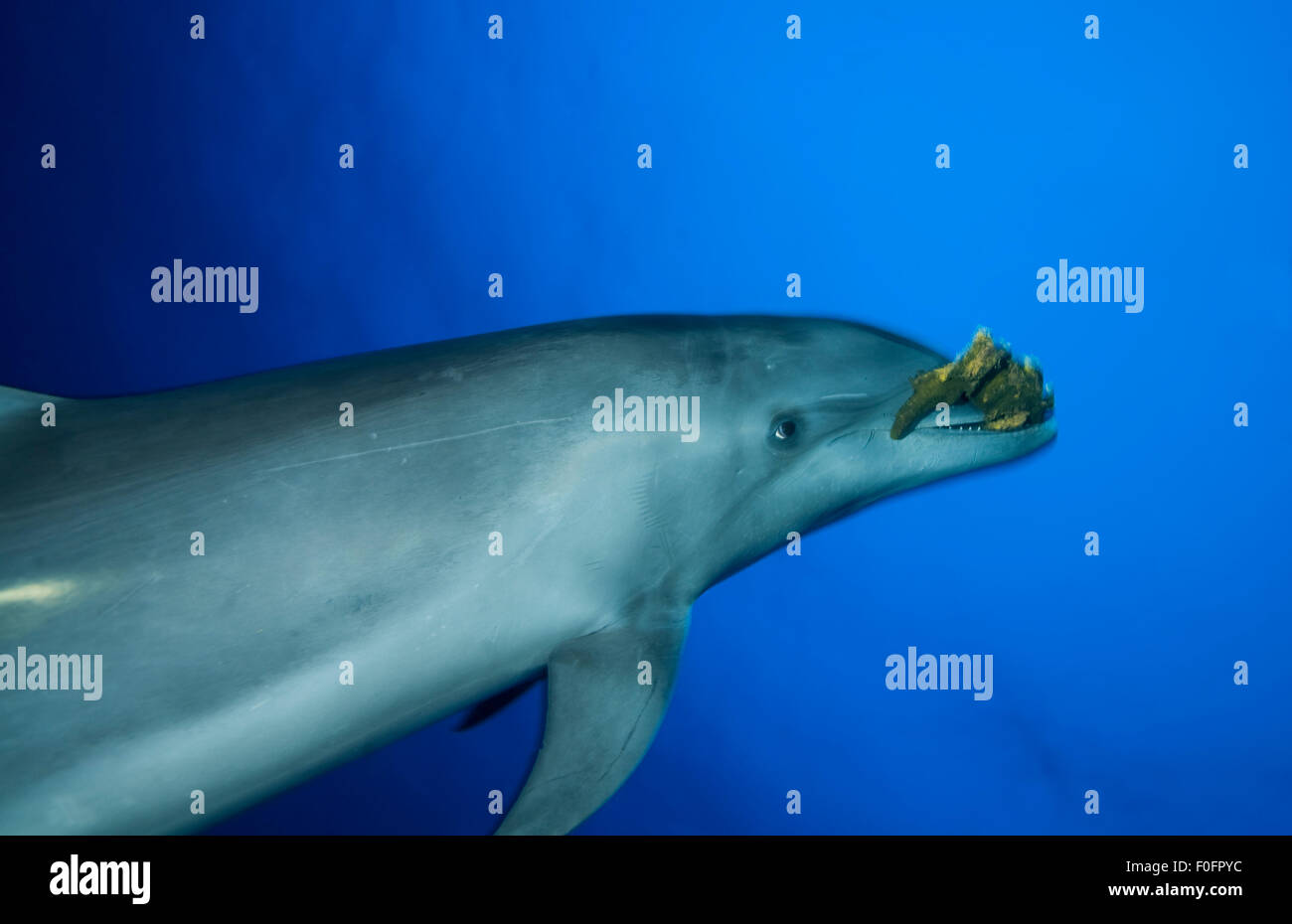 BOTTLE NOSE DOLPHIN SWIMMING FAST AND PLAY WITH SPONGE Stock Photo - Alamy
