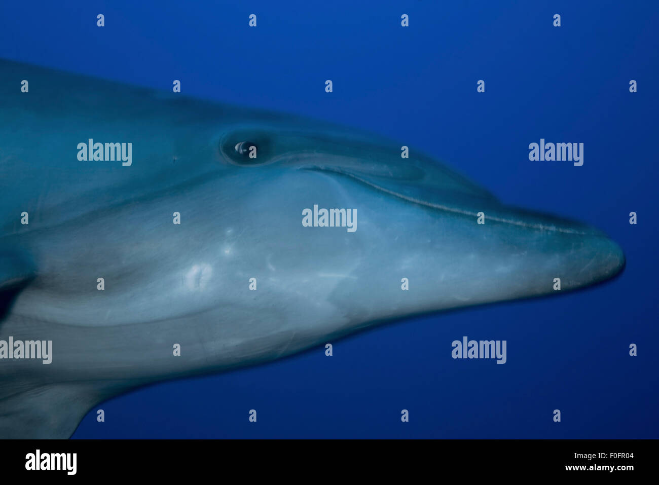 Dolphin close up underwater hi-res stock photography and images - Alamy