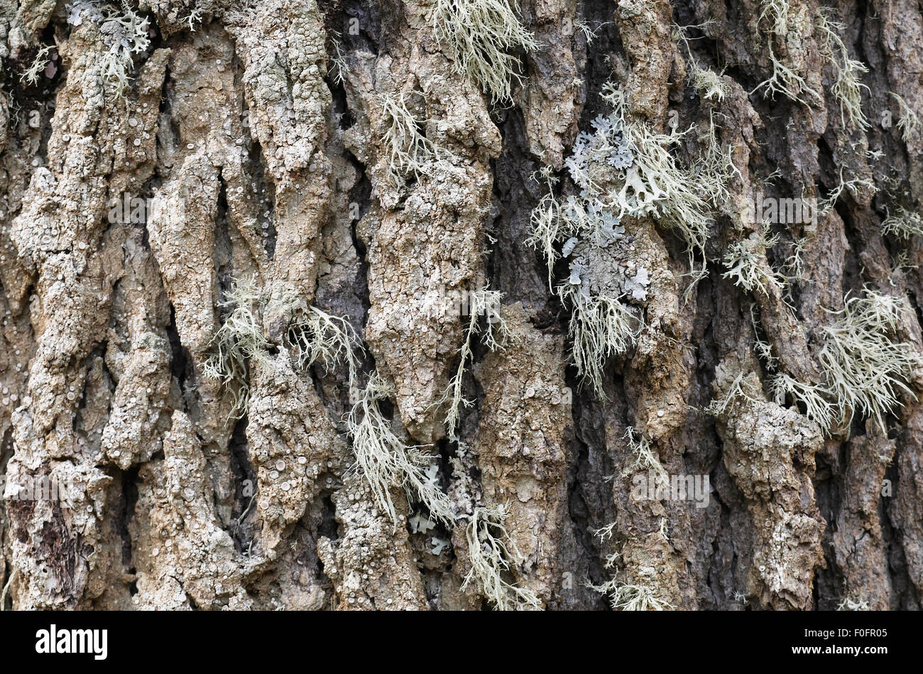 Cedar Cedrus Sp High Resolution Stock Photography and Images - Alamy