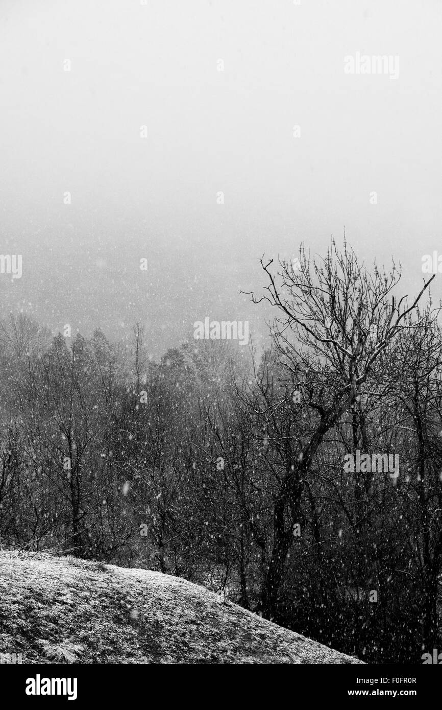 Trees foliage foreground Black and White Stock Photos & Images - Alamy