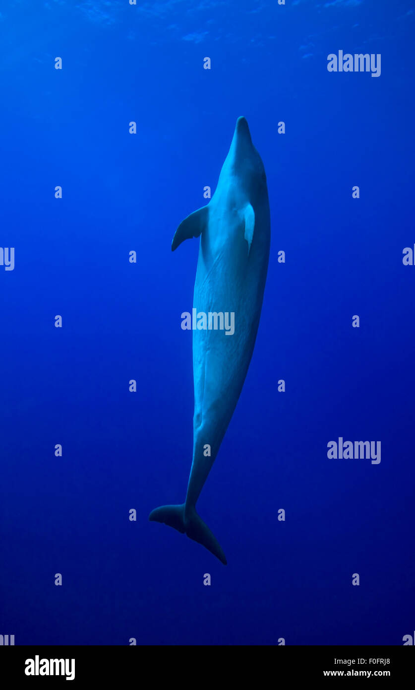 BOTTLE NOSE DOLPHIN SWIMMING ALONE IN CLEAR BLUE WATER Stock Photo - Alamy