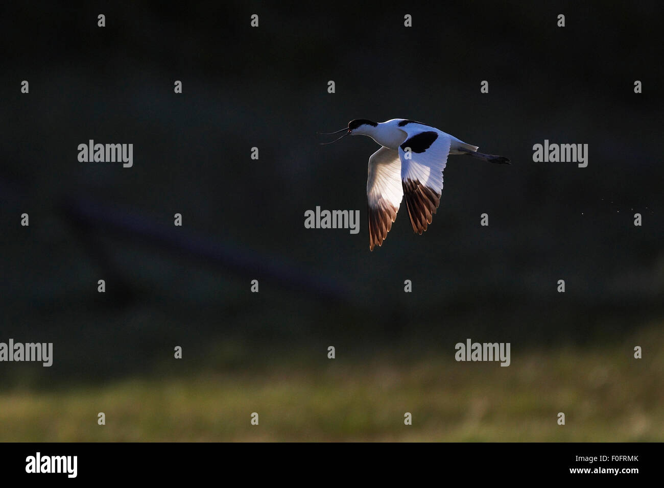 Avocet (Recurvirostra avosetta) in flight, Texel, Holland, May 2009 ...