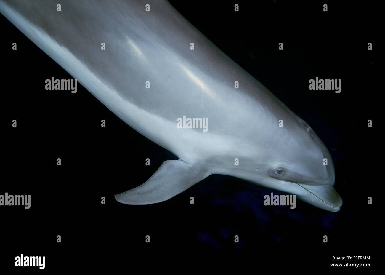 CLOSE)UP VIEW OF BOTTLE NOSE DOLPHIN SWIMMING DURING NIGHT Stock Photo ...