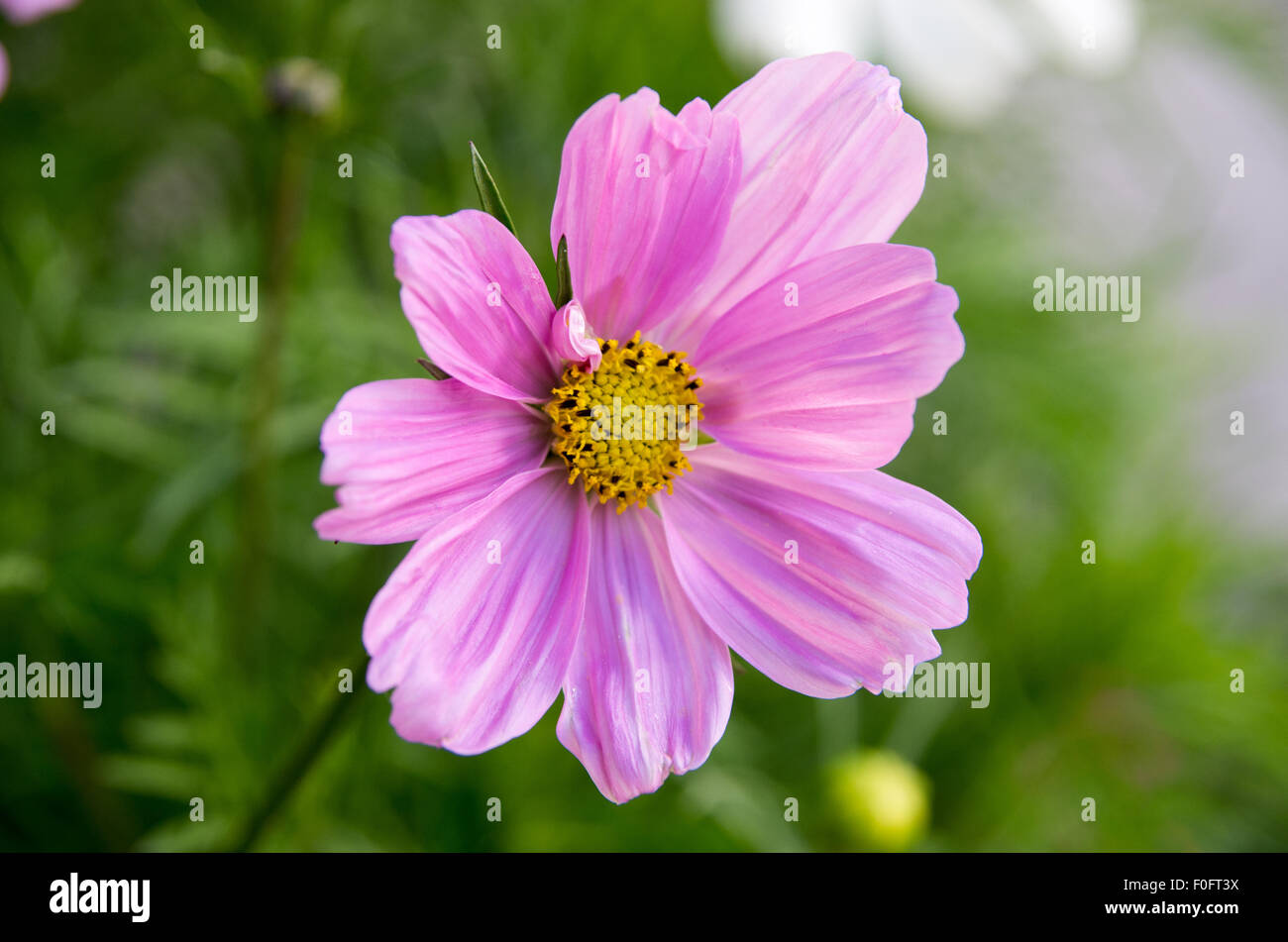 Closeup of flower, flower in a garden, flower with sky background ...