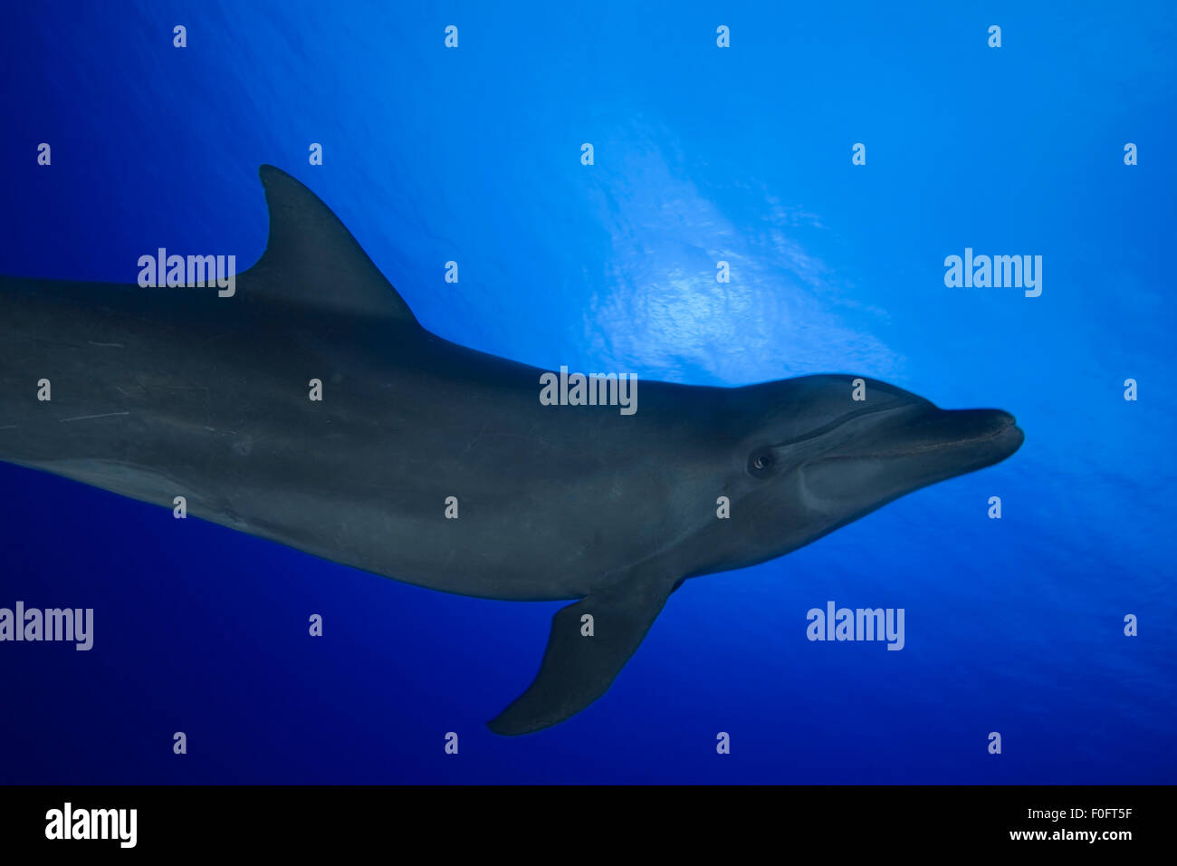 CLOSE-UP VIEW OF BOTTLE NOSE DOLPHIN SWIMMING ON BLUE WATER Stock Photo ...