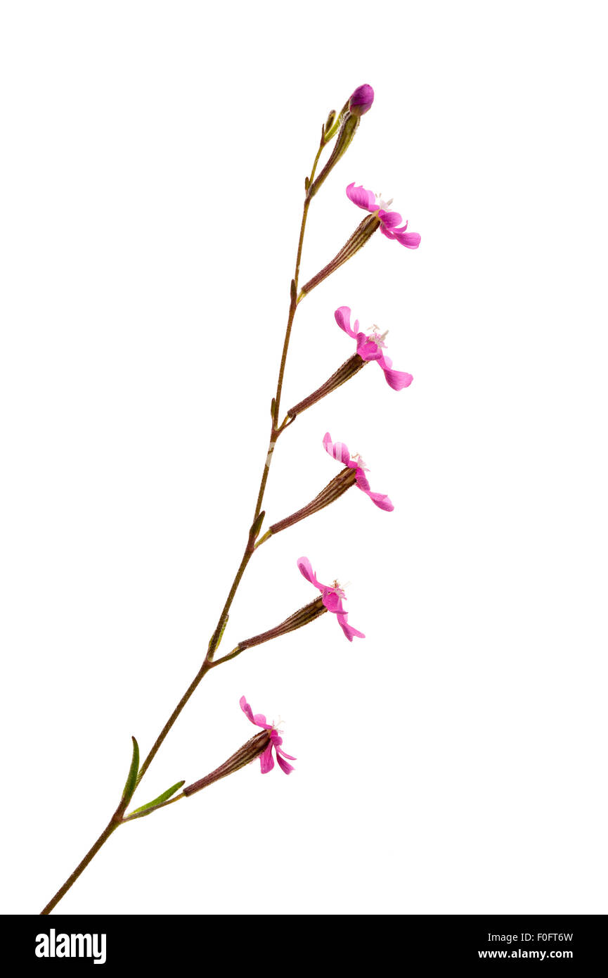 Catchfly flower (Silene sp) Andalucia, Spain, April 2009 Stock Photo ...