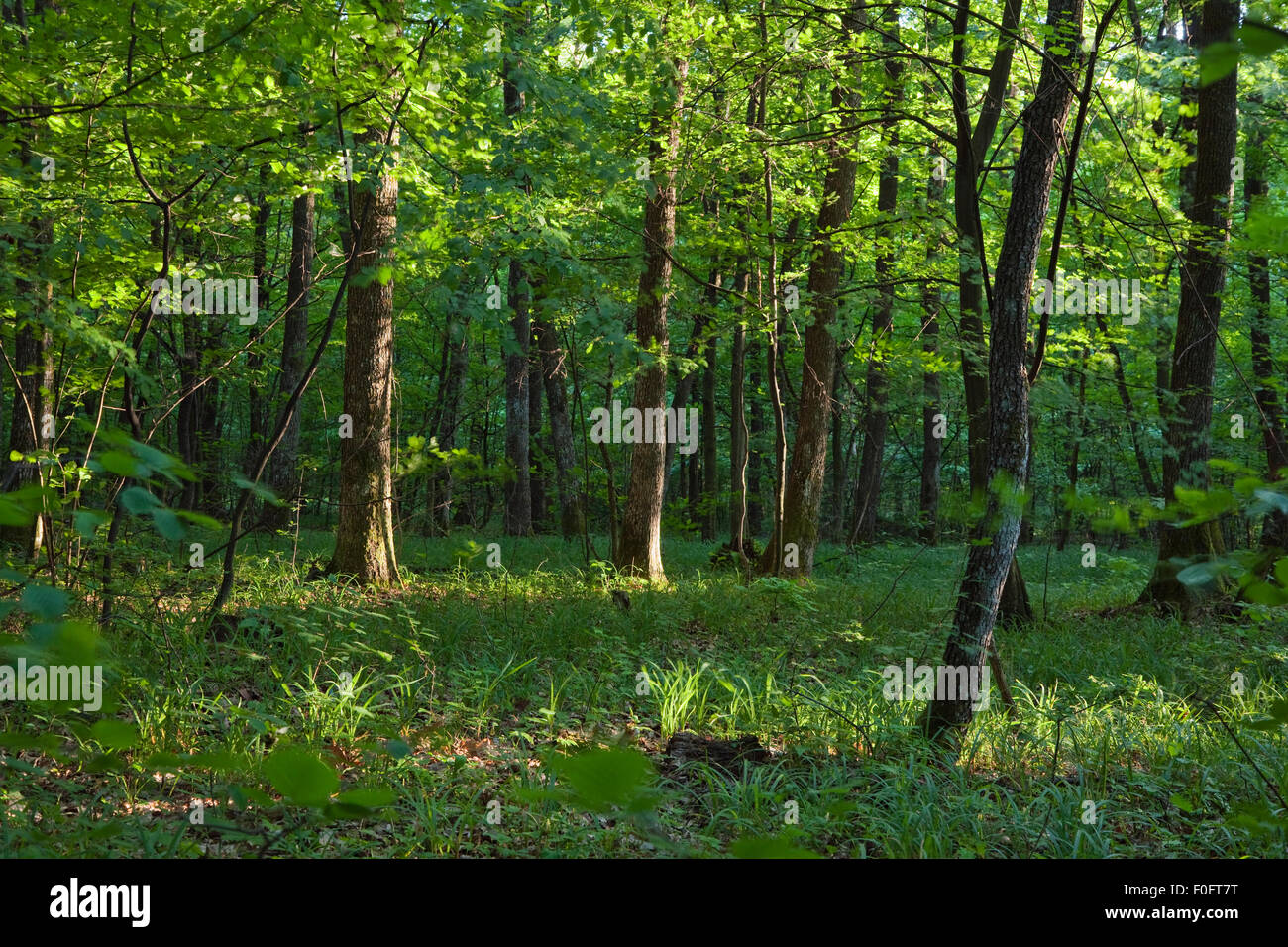 Deciduous forest in the Vihorlat Mountains near Michalovce, Western ...