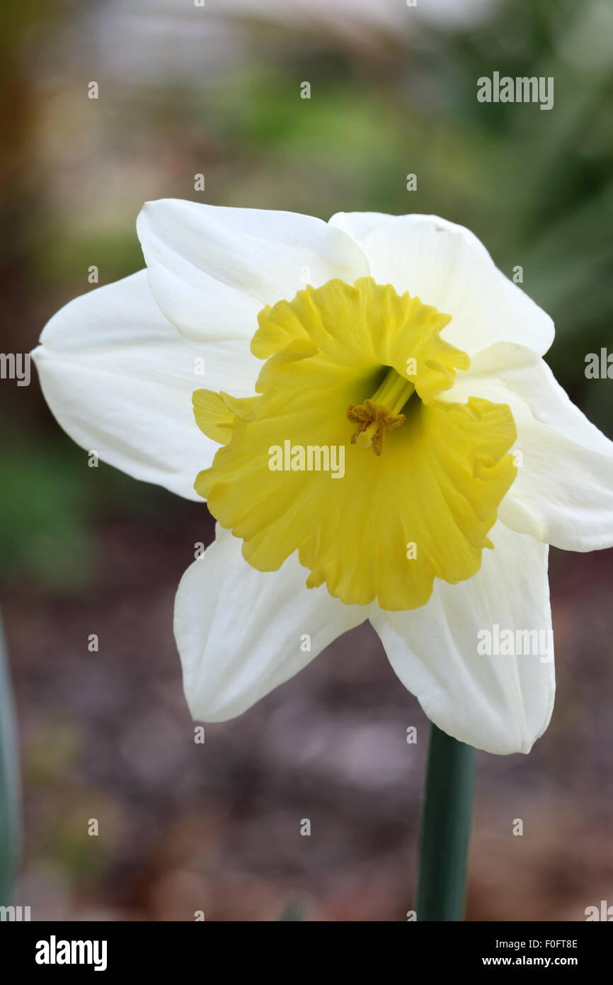 Close up of single Daffodil Stock Photo - Alamy