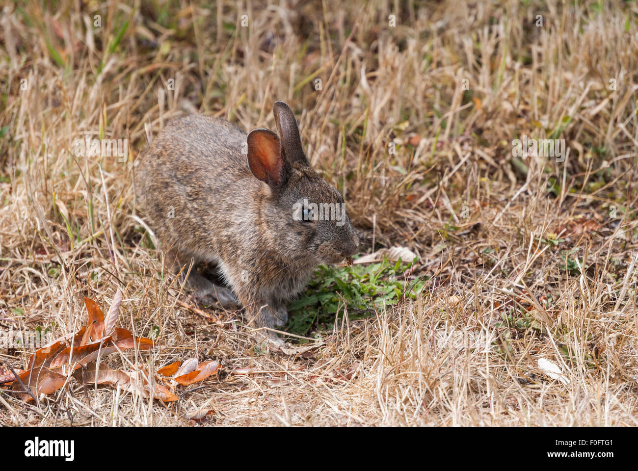 Newborn Jack Rabbit
