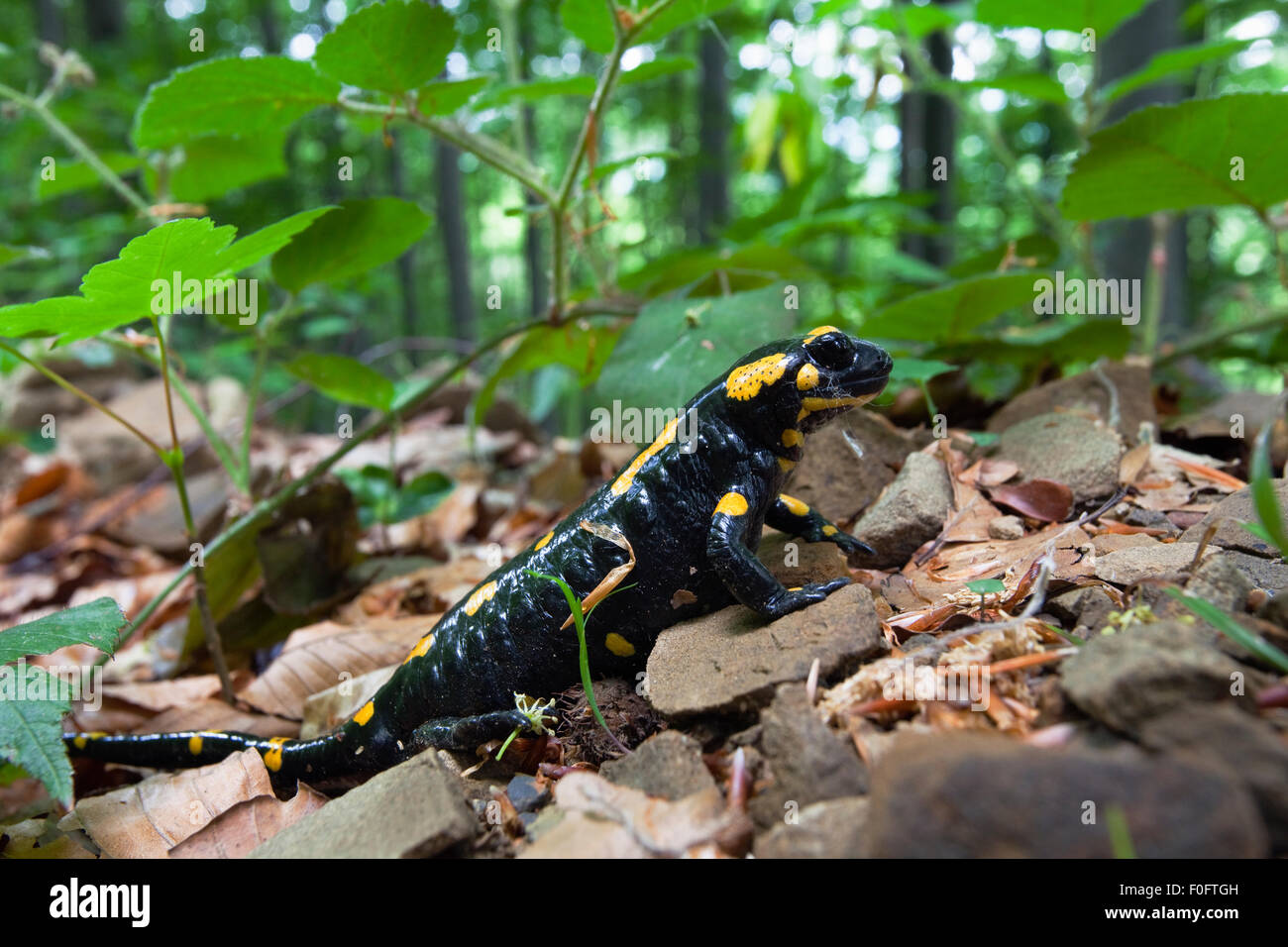 European / Fire salamander (Salamandra salamandra) Poloniny National ...