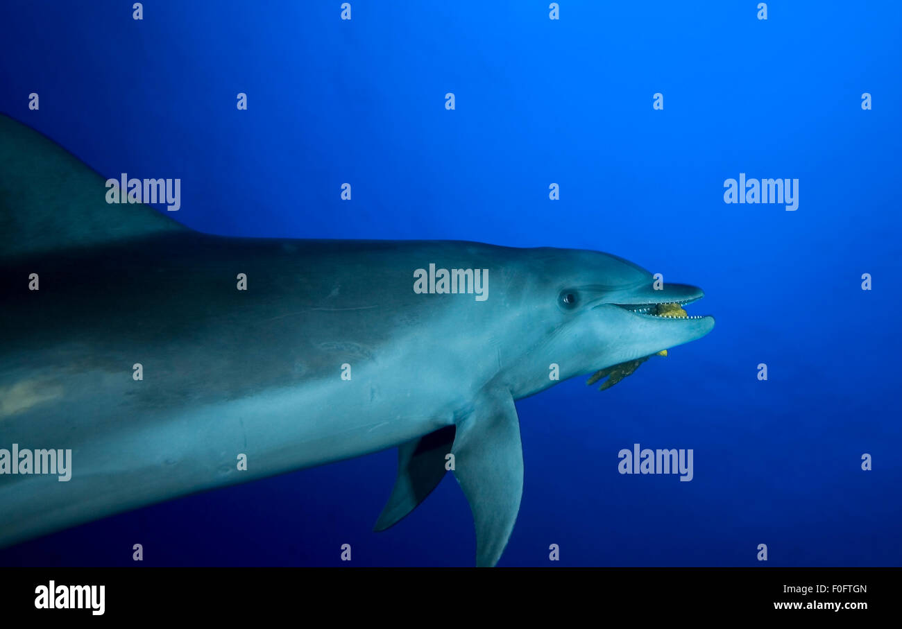 Dolphin sponge hi-res stock photography and images - Alamy