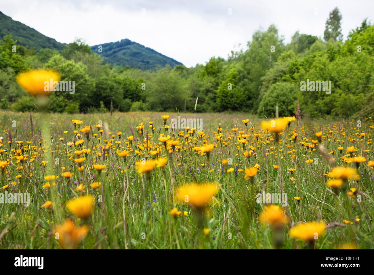 Hawkweed hieracium sp hi-res stock photography and images - Alamy