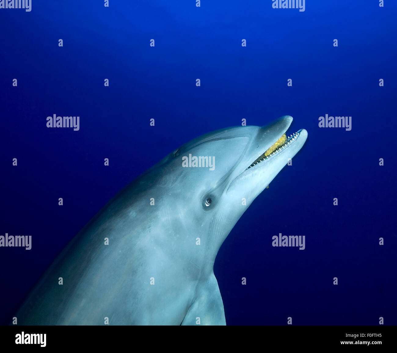 CLOSE-UP VIEW OF BOTTLE NOSE DOLPHIN PLAYING WITH SPONGE Stock Photo ...