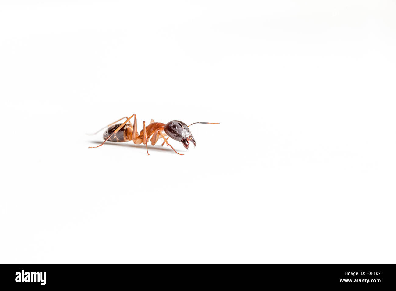 red ant formica rufa on white background Stock Photo - Alamy