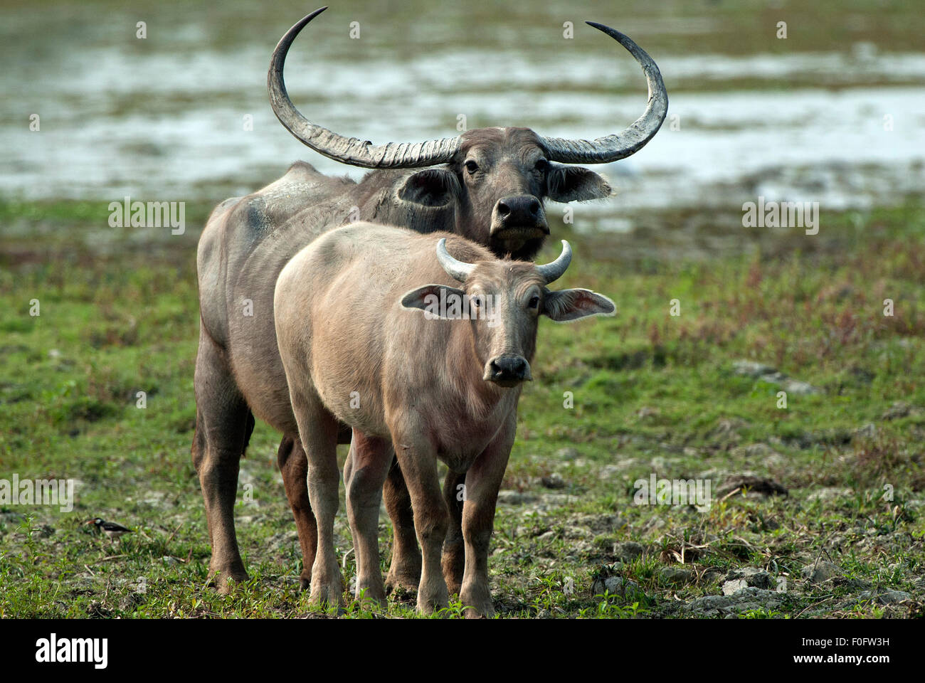 India Water Buffalo Stock Photos & India Water Buffalo Stock Images - Alamy