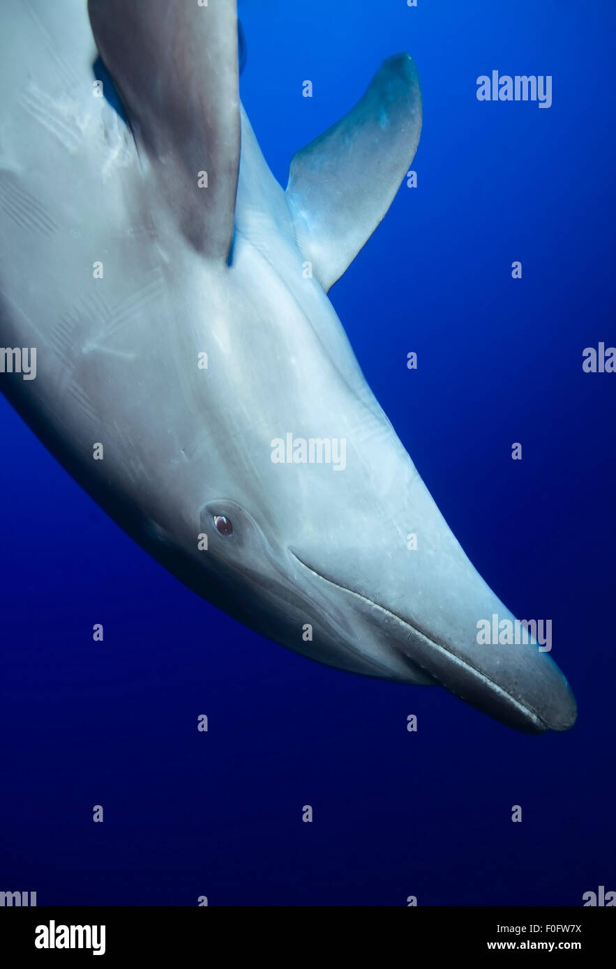 Dolphin close up underwater hi-res stock photography and images - Alamy