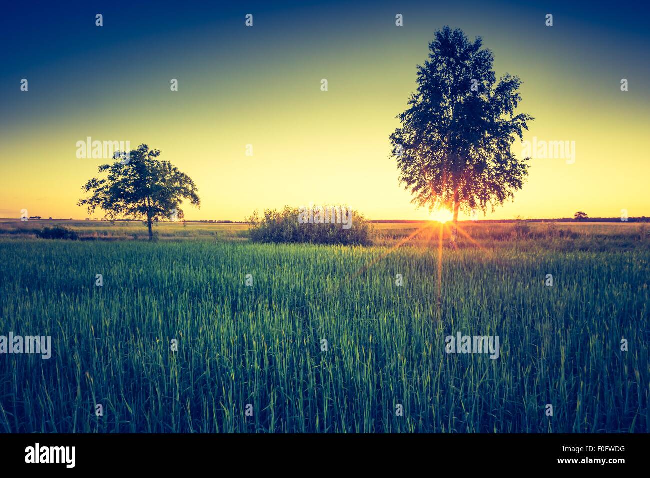 Vintage photo of green field landscape photographed in late spring ...