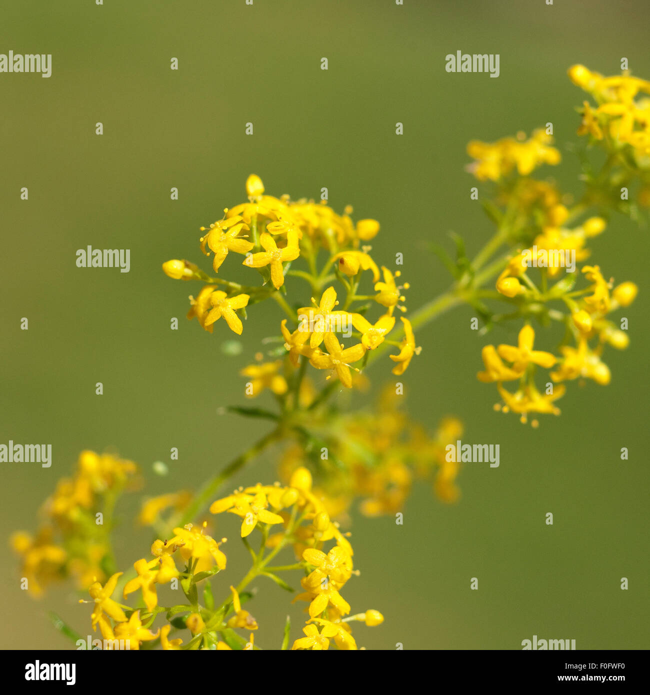 Labkraut; Galium; Verum Stock Photo - Alamy