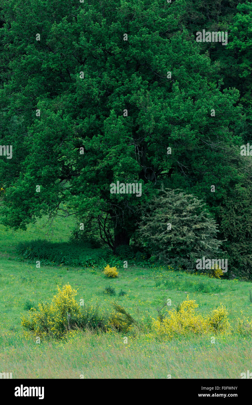 Broom tree hi-res stock photography and images - Alamy