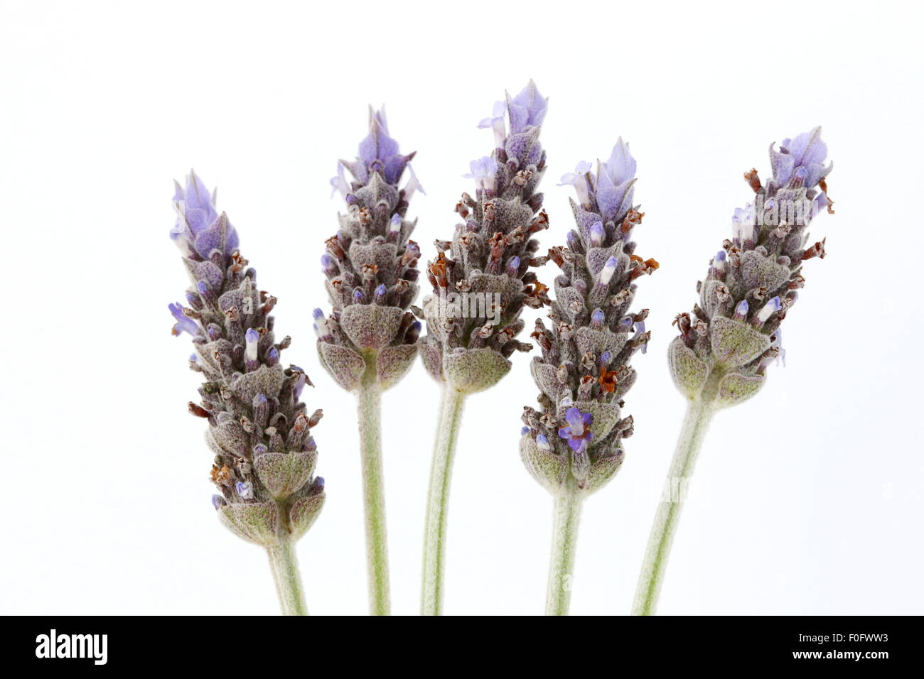 Five lavender flowers hi-res stock photography and images - Alamy