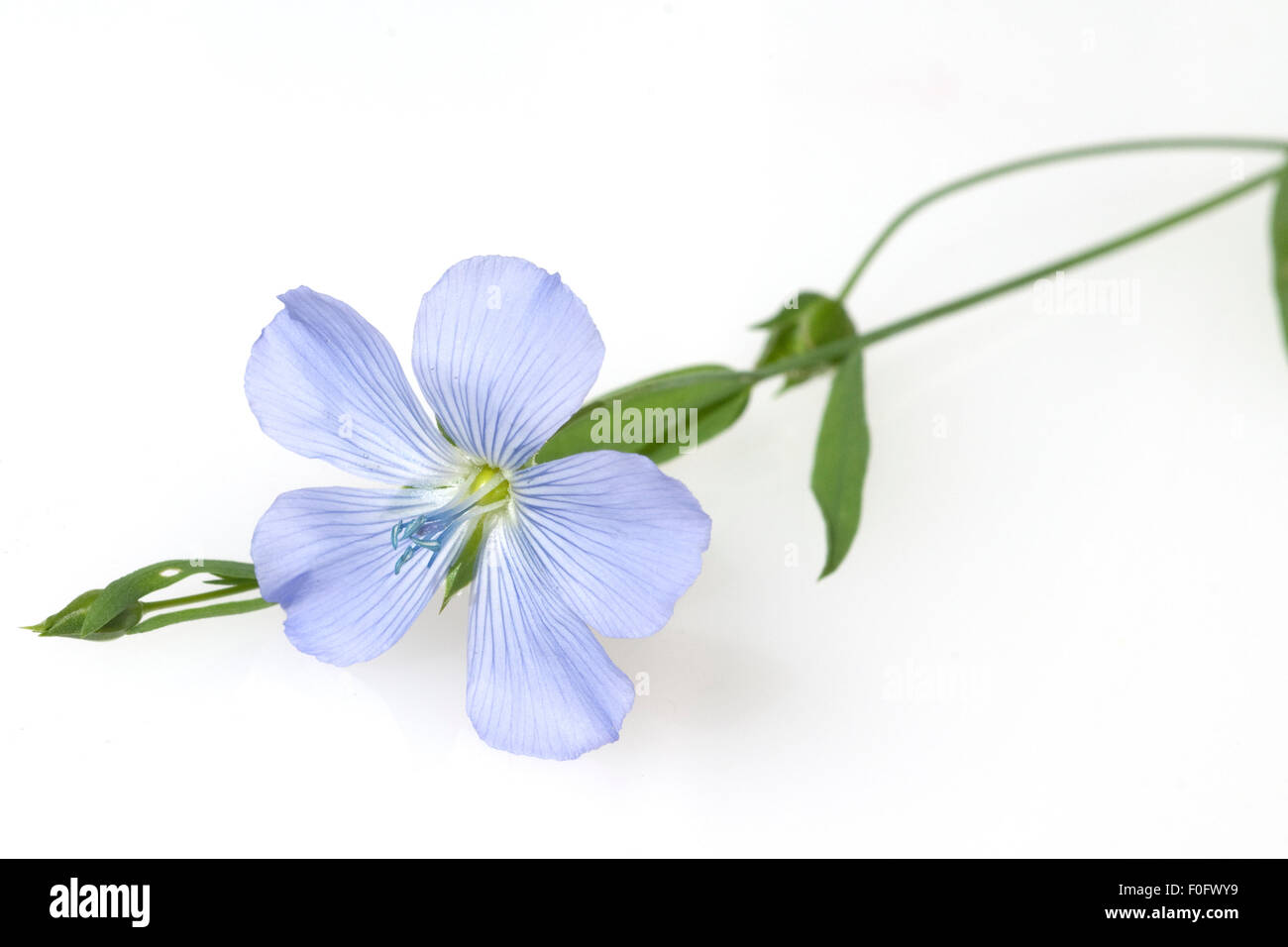 Leinsamen hintergrund hi-res stock photography and images - Alamy