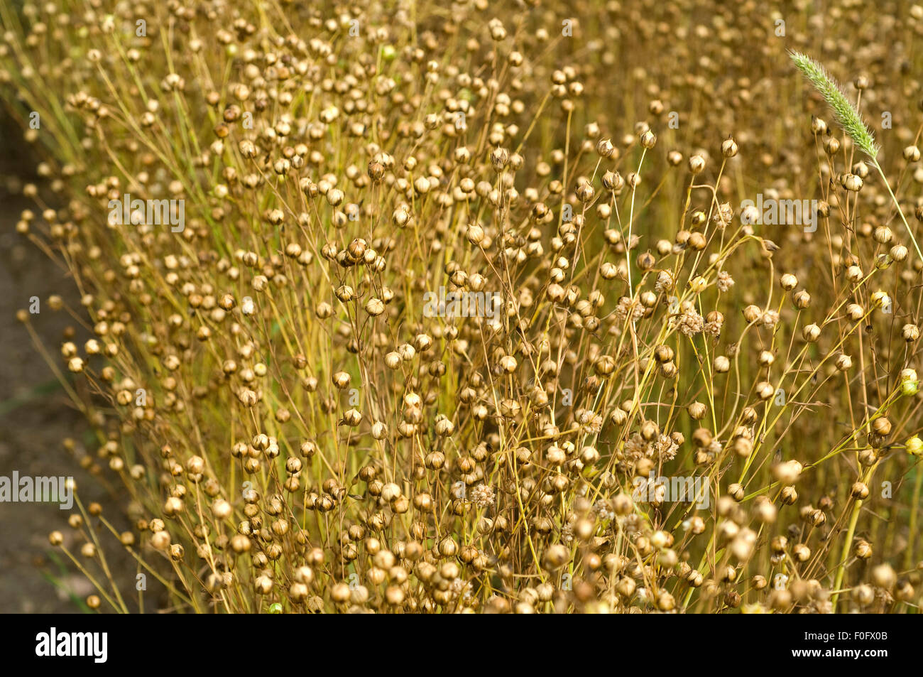 Leinsamen hi-res stock photography and images - Alamy