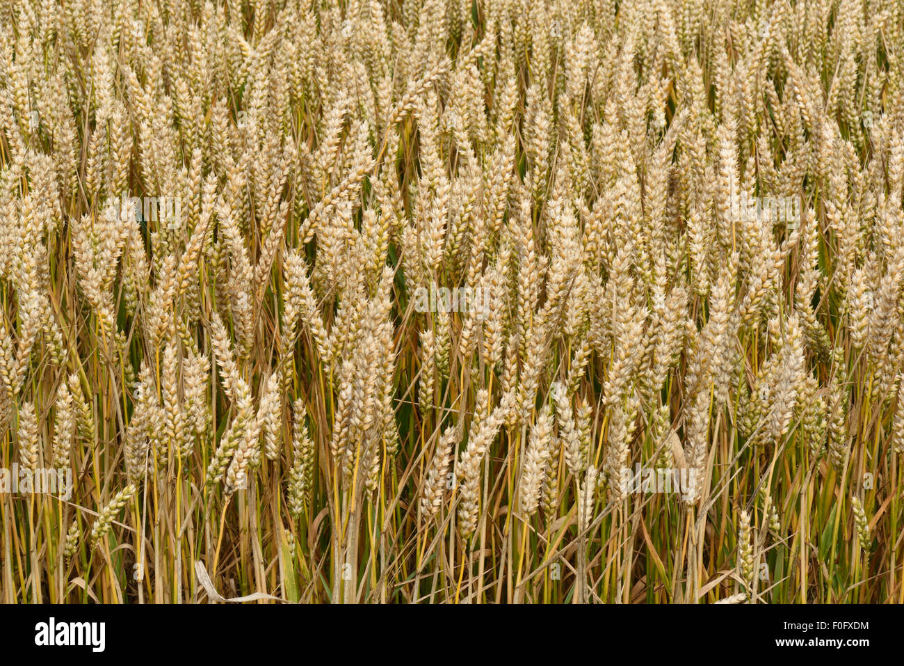 Ears and plants of winter wheat crop ripening, Berkshire, August Stock ...