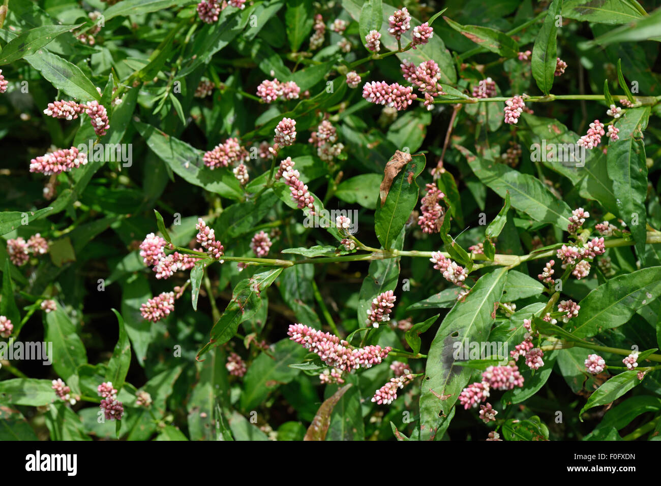 Waste Ground Weeds High Resolution Stock Photography and Images - Alamy