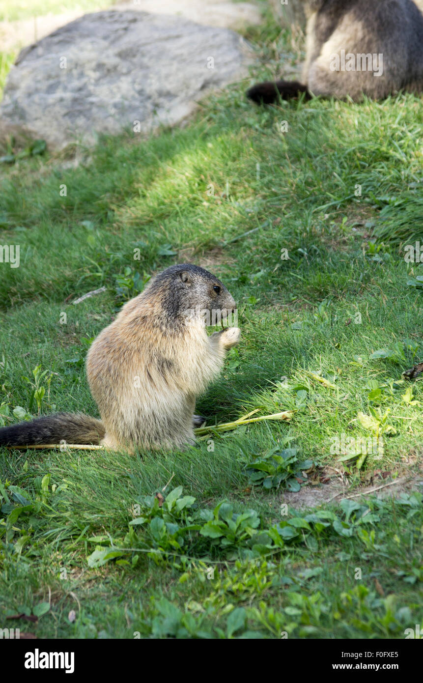 Isolated marmot portrait while yawning, italian marmot, Alps marmot ...