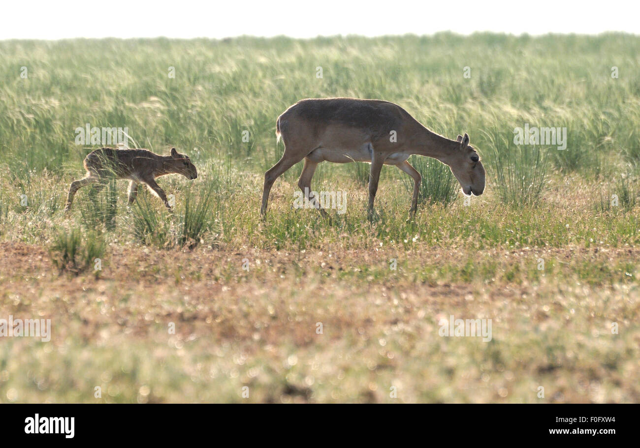 Saiga antelope (Saiga tatarica) calf, Cherniye Zemli (Black Earth ...