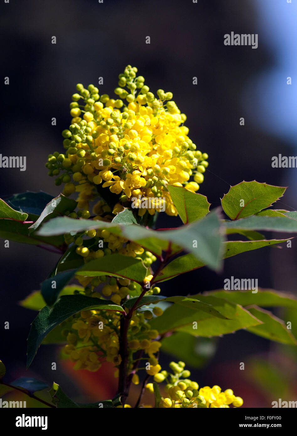 Mahonie; Mahonia, aquifolium Stock Photo - Alamy