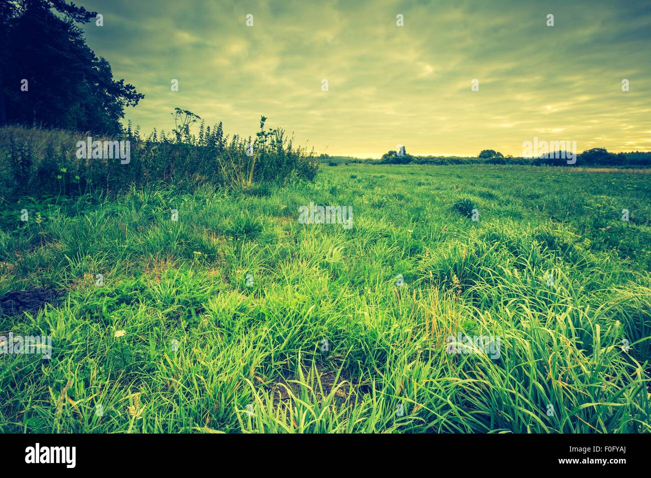 Summer meadow sunrise in hi-res stock photography and images - Alamy