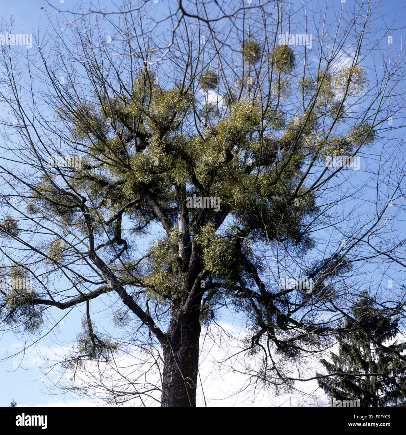 Schmarotzer hi-res stock photography and images - Alamy