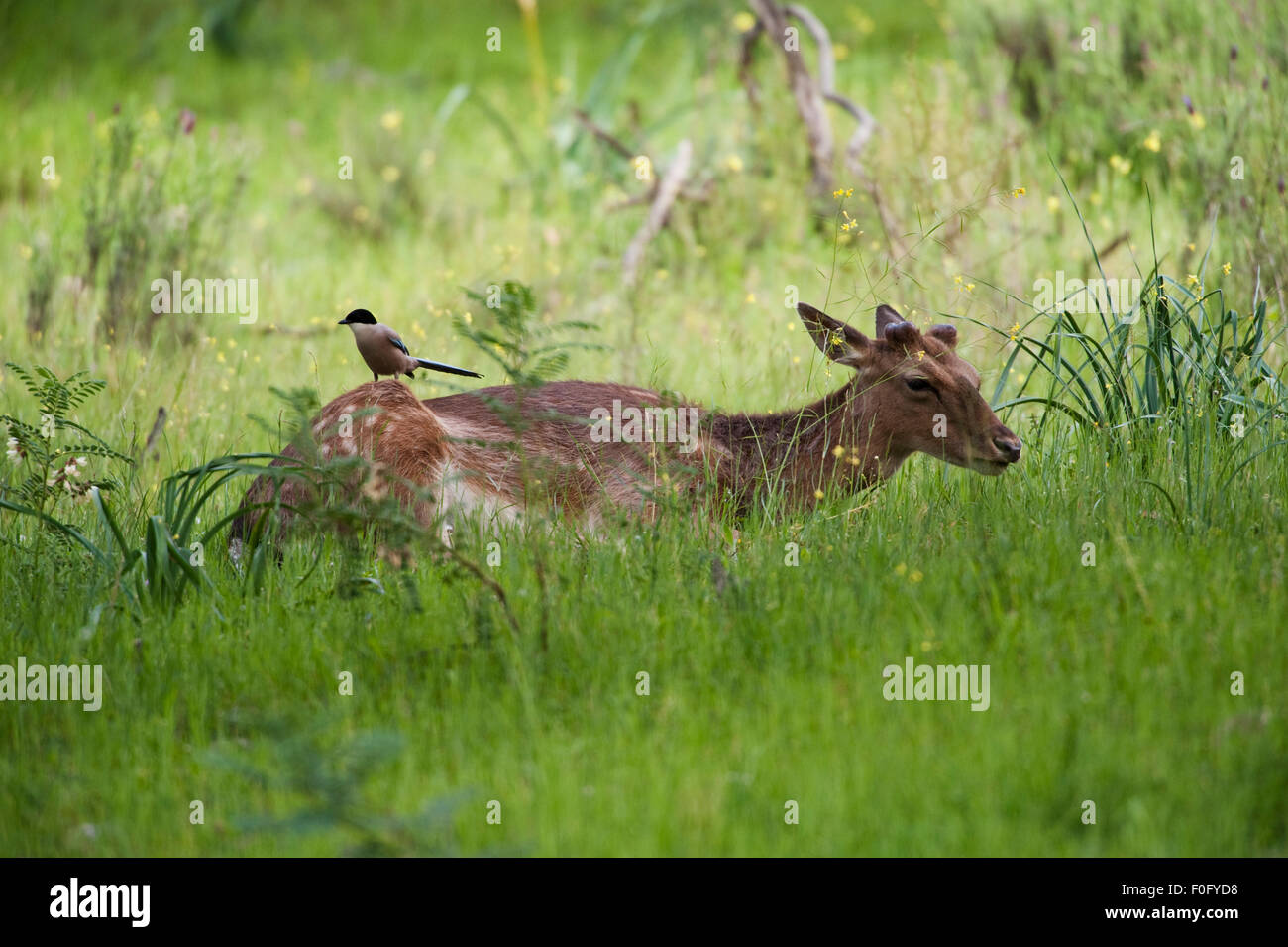 Fallow deer (Dama dama) male with an Azure winged magpie (Cyanopica ...