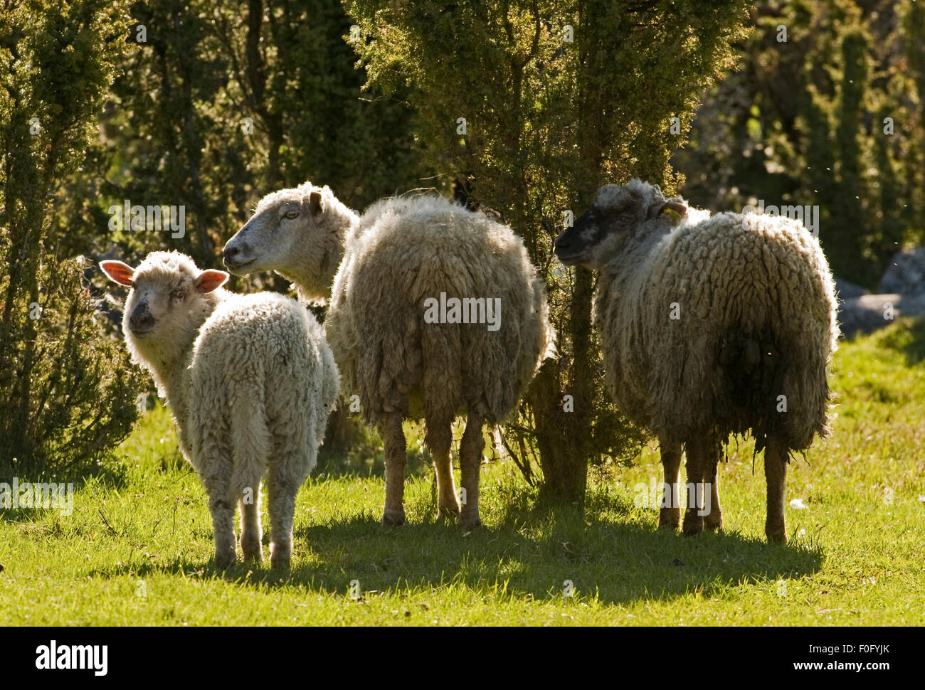 Rear view of two Sheep with a lamb, Matsalu National Park, Estonia, May ...