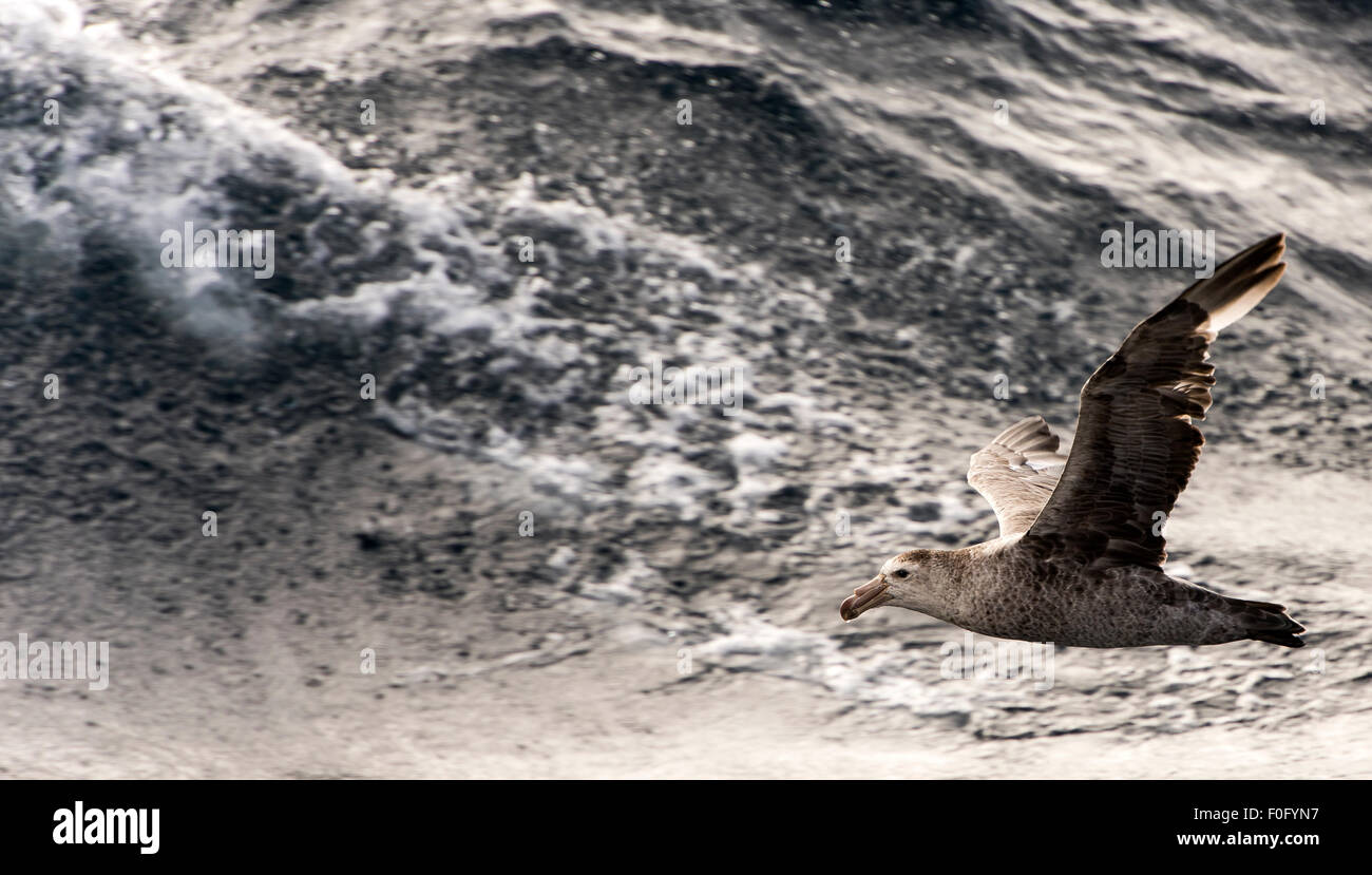 Southern giant petrel or Antarctic giant petrel, giant fulmar, stinker ...