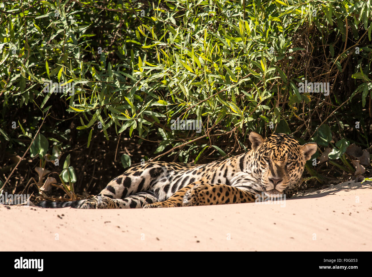 Adult jaguar lying on the beach by Three Brothers river Pantanal Mato ...