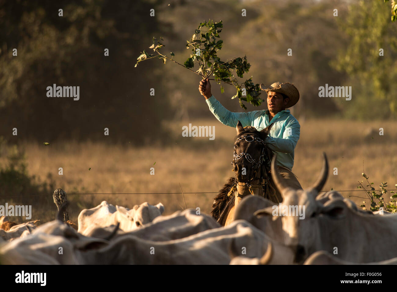 Brazilian cowboy on horse leading a herd of cows Transpantaneira road ...